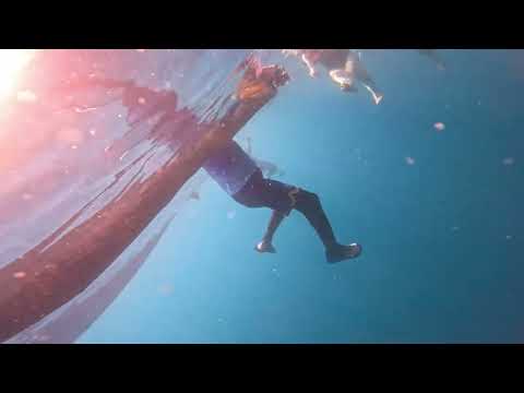 whaleshark watching.. my daily routine as a tour guide