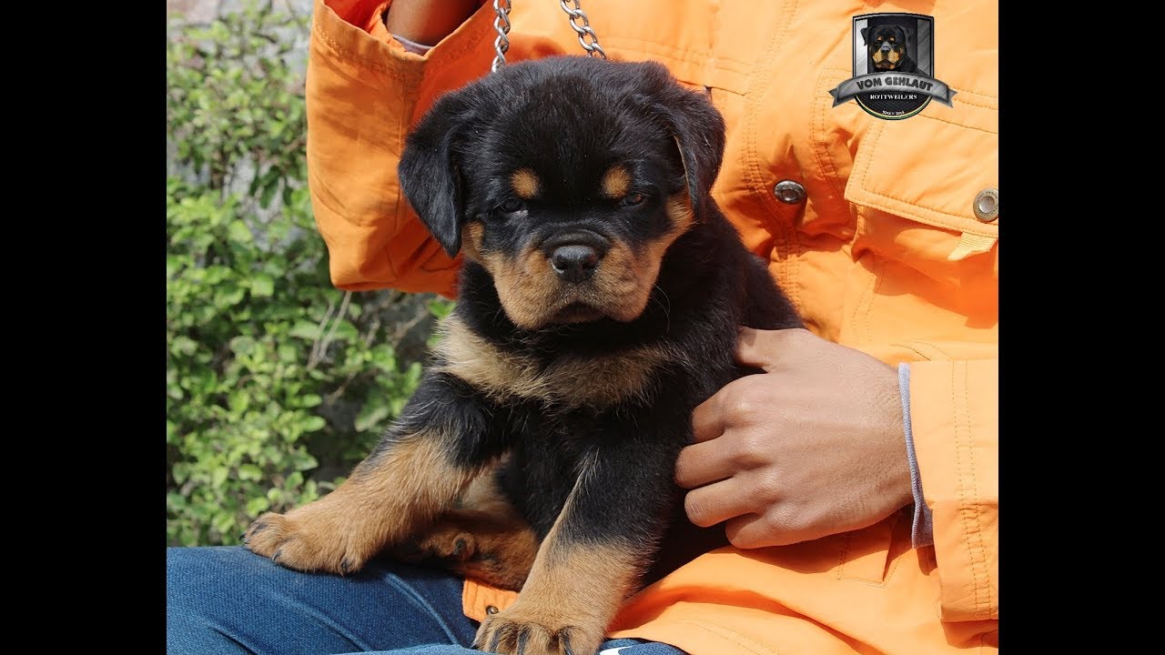|| DOCTOR TIMIT TOR X UMA VOM BOSNIAK ROTT OF GEHLAUT || ROTTWEILER ...