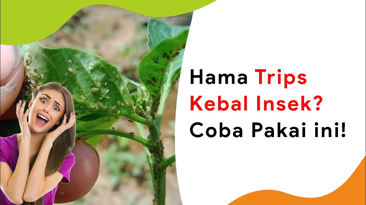 Hama Trips Kebal Abamektin Bikin Bunga Cabe Rontok, Semprot Ini - YouTube