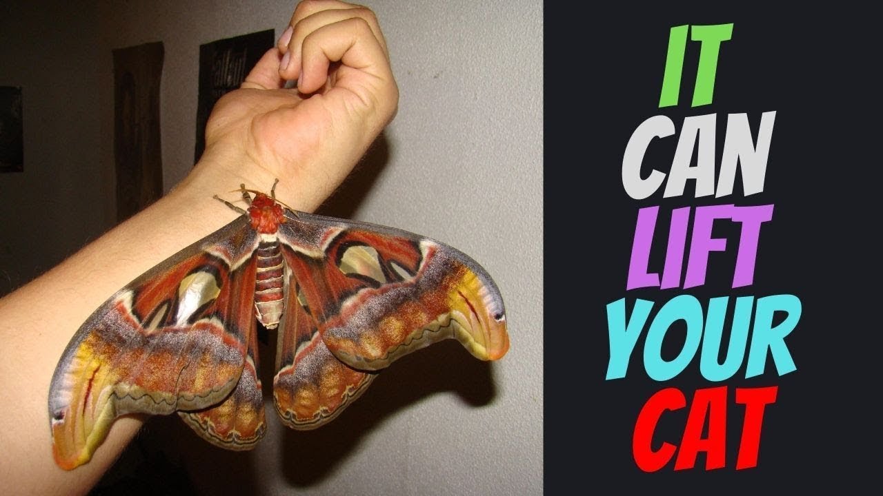 TOP 10 MOST POWERFUL INSECTS IN THE WORLD - YouTube