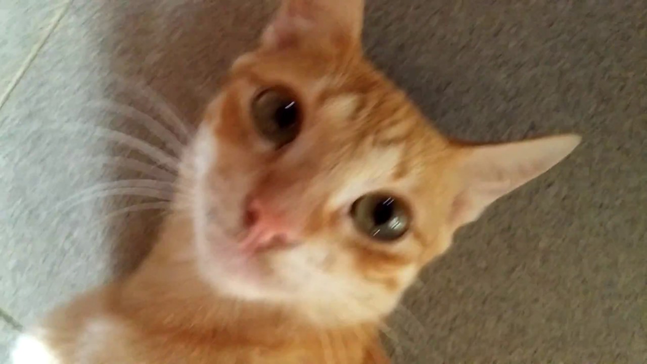 Our Cat Miming - YouTube