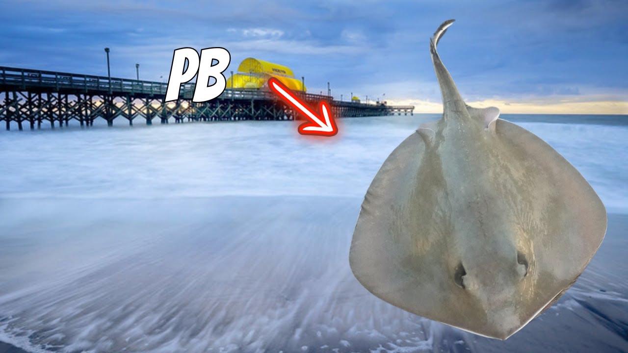 I Caught My PB Sting Ray At Apache Pier!! (Myrtle Beach) - YouTube
