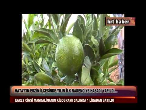 HATAY'IN ERZİN İLÇESİNDE YILIN İLK NARENCİYE HASADI YAPILDI…