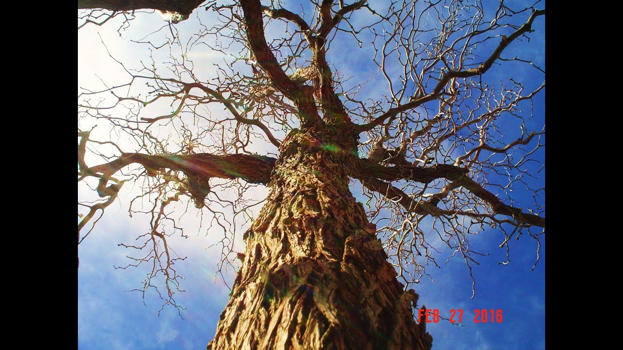 Chinese Jujube Trees: Generous Living Heirlooms - YouTube