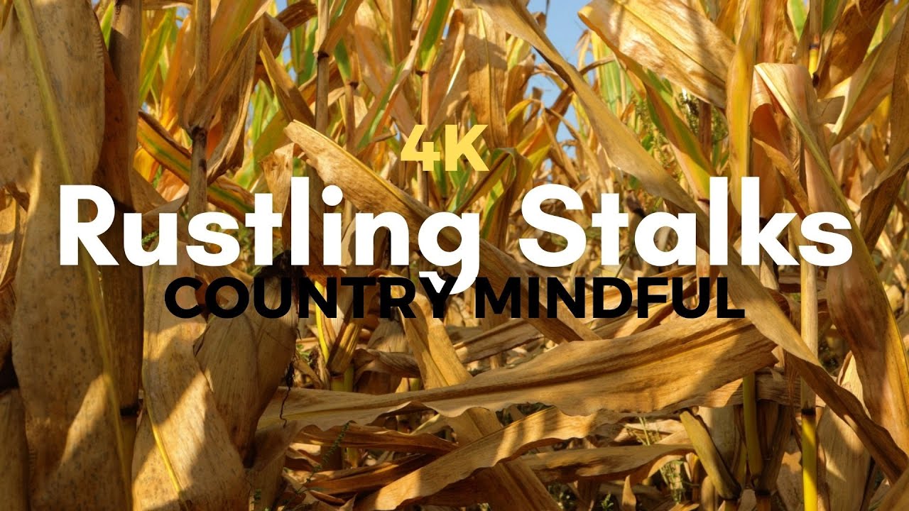 Corn Field Sound of Wind and Crickets 4K Rustling Corn Stalks ASMR ...