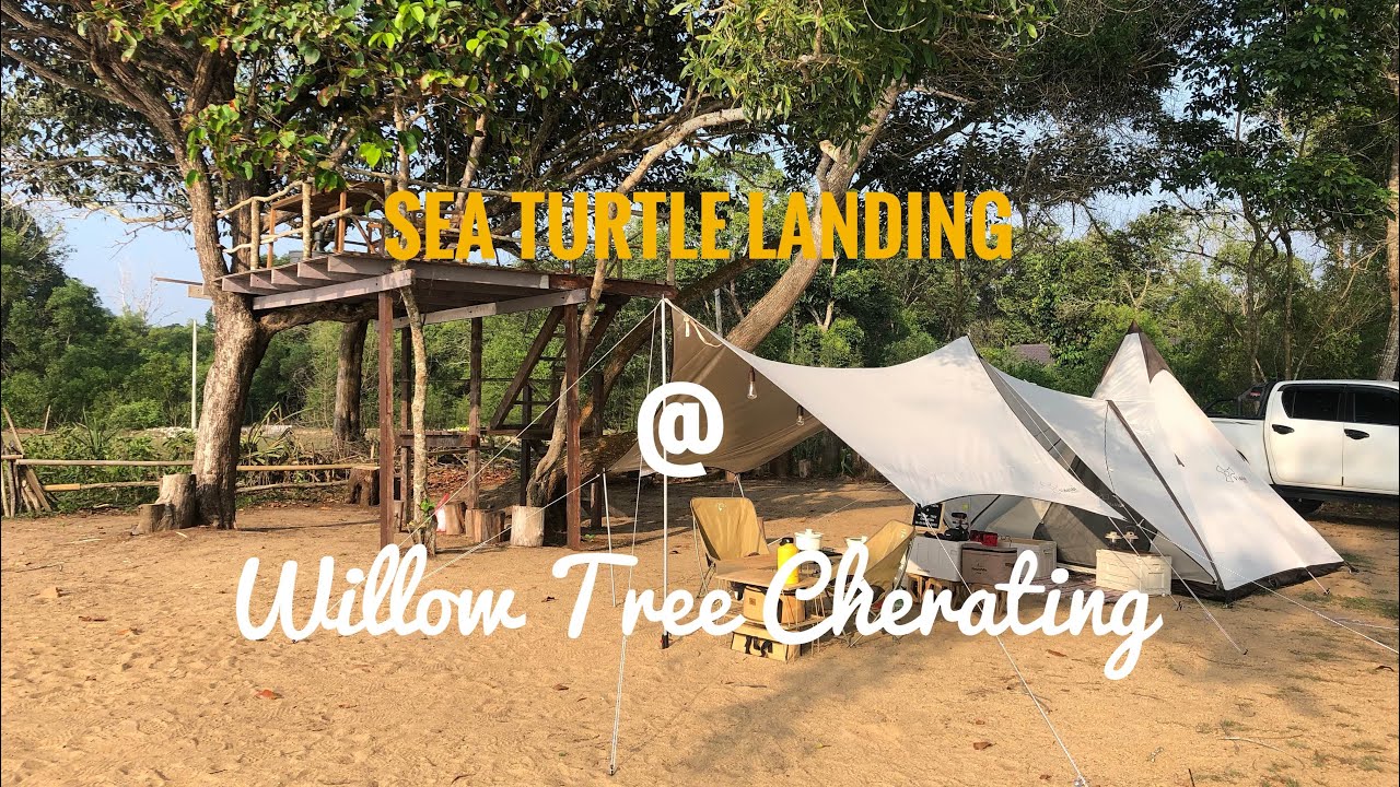“Penyu mendarat di Willow Tree Cherating”| Vidalido MX Pro + Butterfly ...