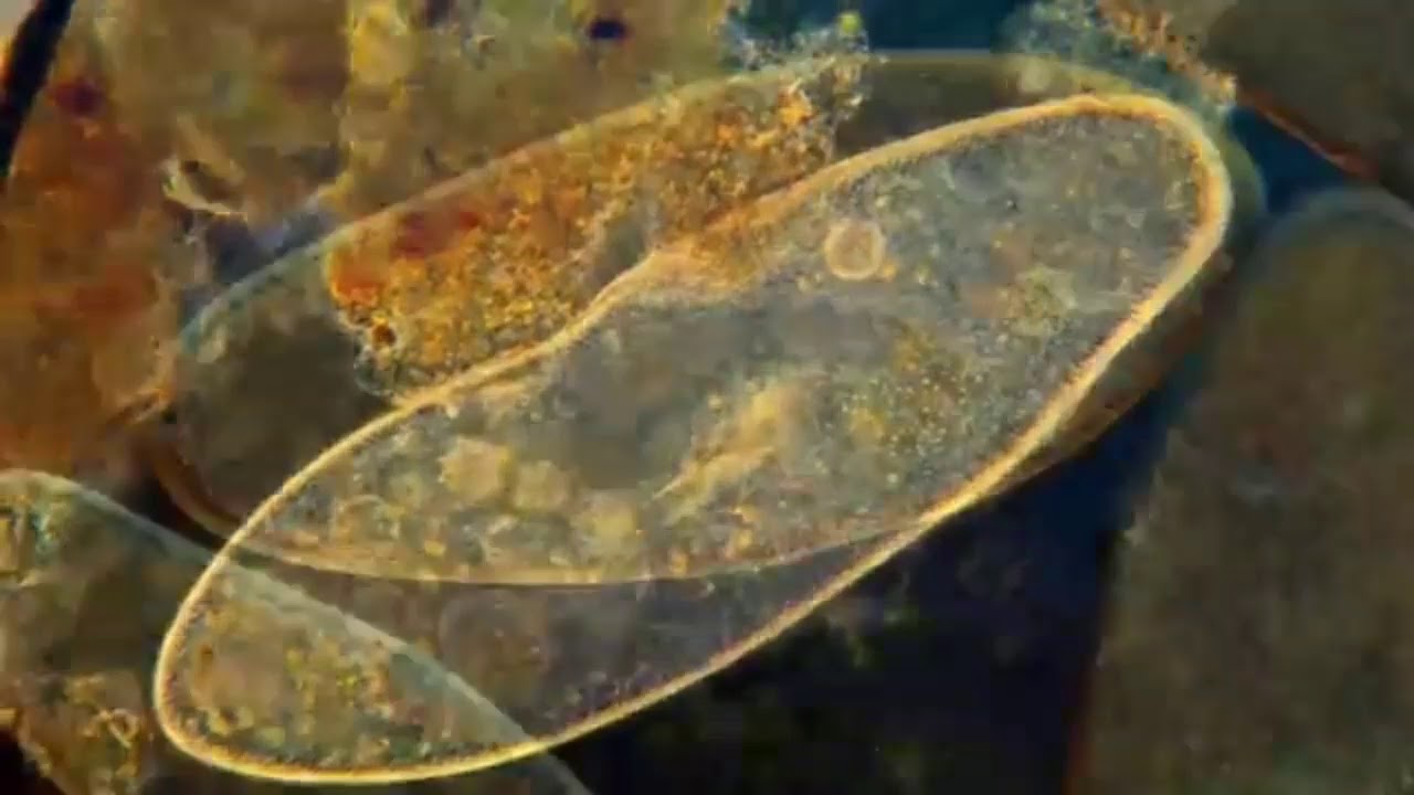 Reproduccion en el reino protista - YouTube