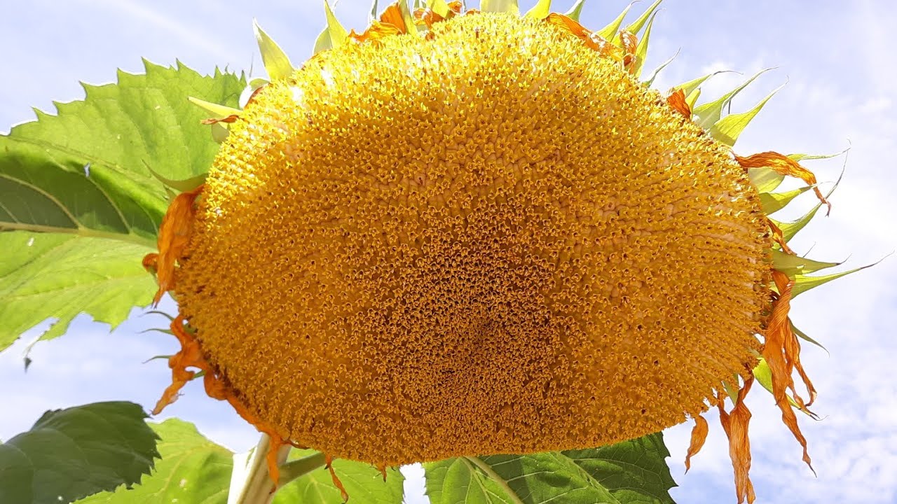 Sunflower Update on Off Grid Desert Farming 🌻 - YouTube