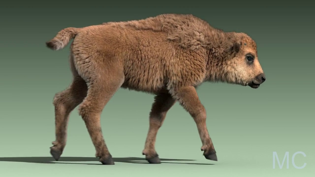 Bison Baby walk cycle animation - YouTube