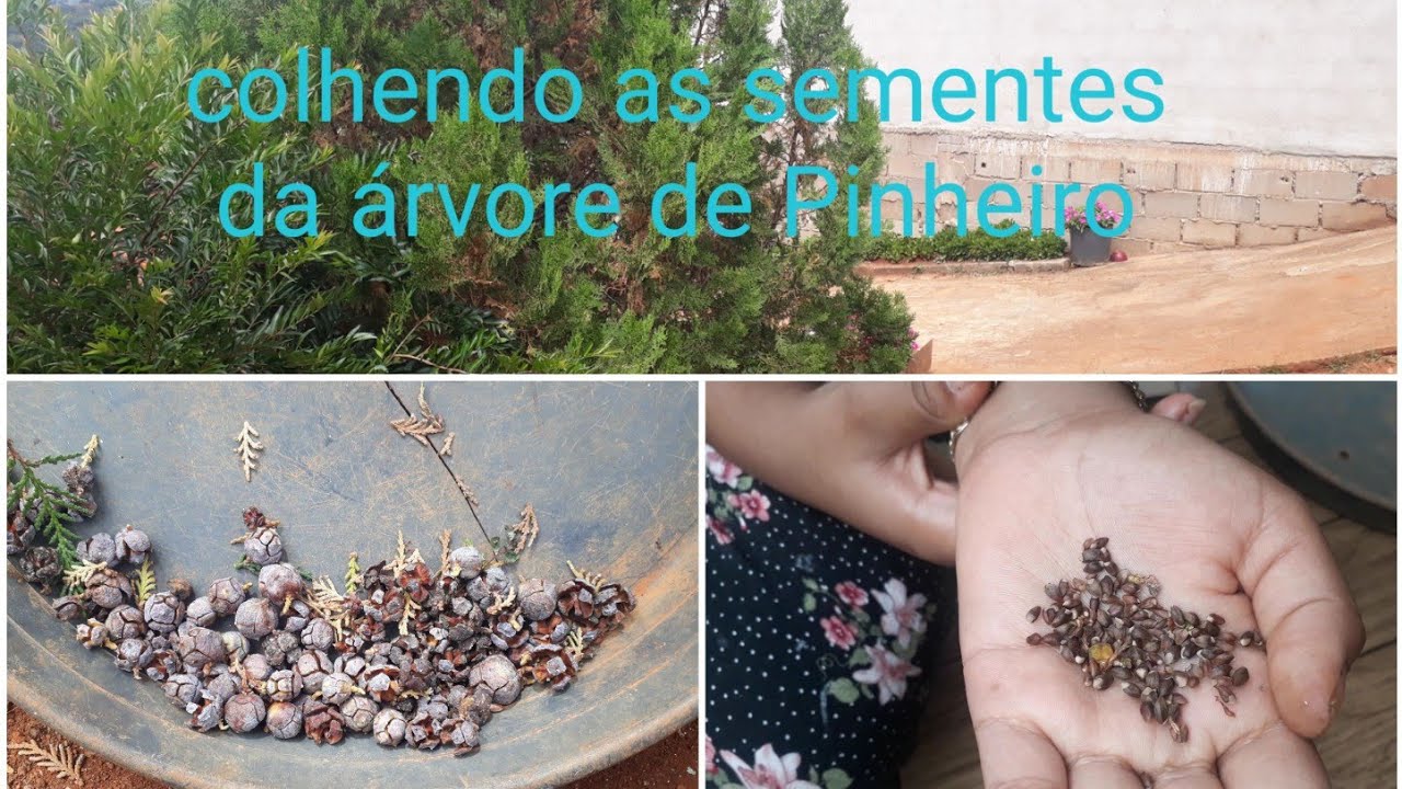#colhendo das sementes da árvore de Pinheiro + #plantando as sementes ...