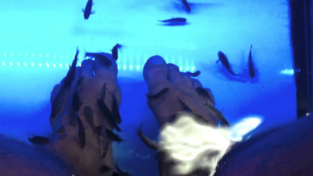 Greedy Cleaning Fish - YouTube