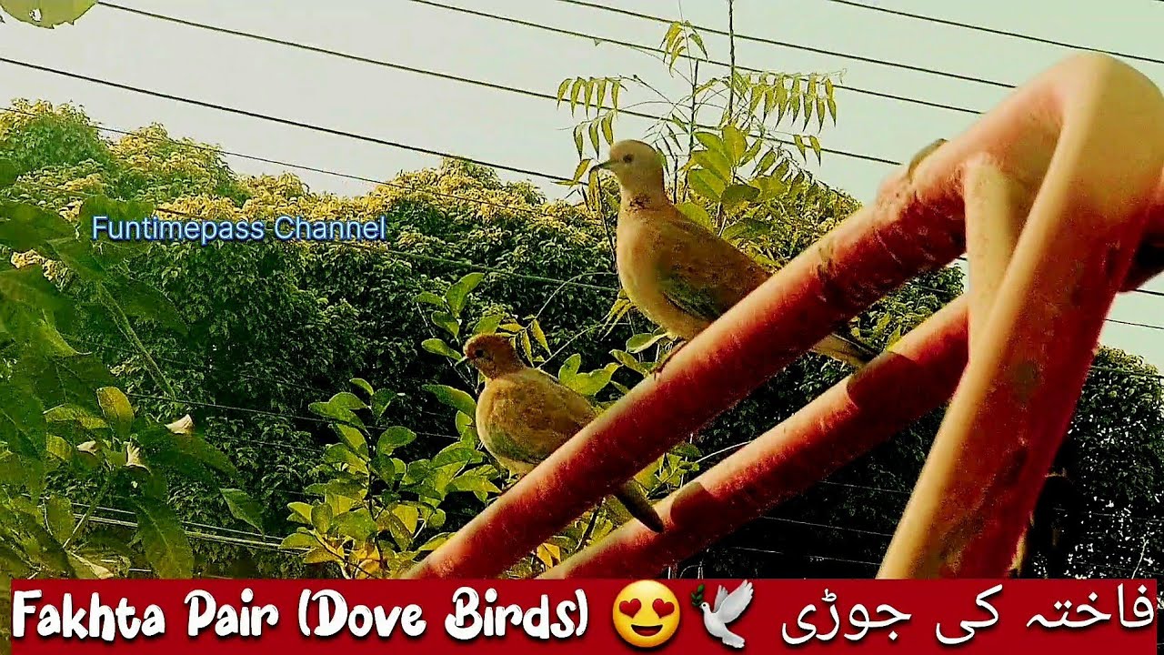 فاختہ 🕊😍 کی جوڑی 🤩 (Fakhta ki Jodi (DOVE Birds - YouTube