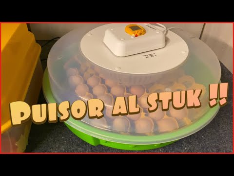Broedmachine begeeft het na 1,5 jaar... puisor x2 exotic - YouTube