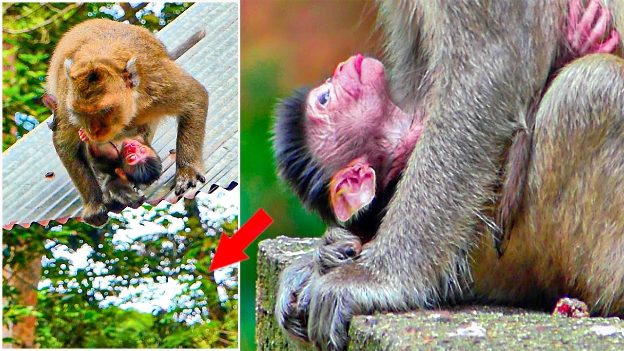 Congratulations!! Monkey Viki Giving Birth To Lovely Baby Monkey. - YouTube
