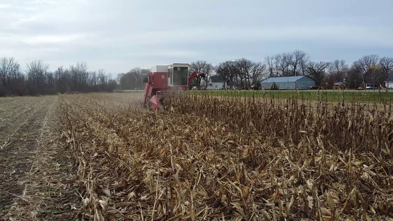 615 finishing corn field - YouTube