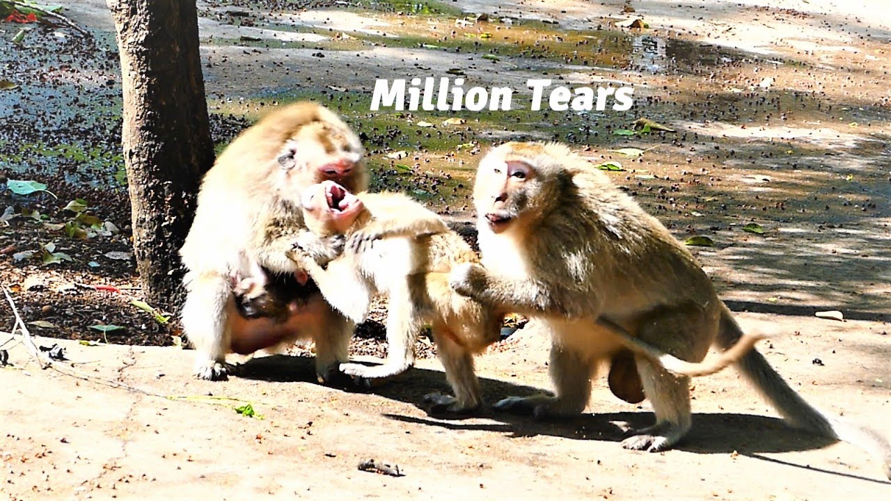 Million Tears Dropping Off! Watching Teenaged Monkey Is Mistreated by ...