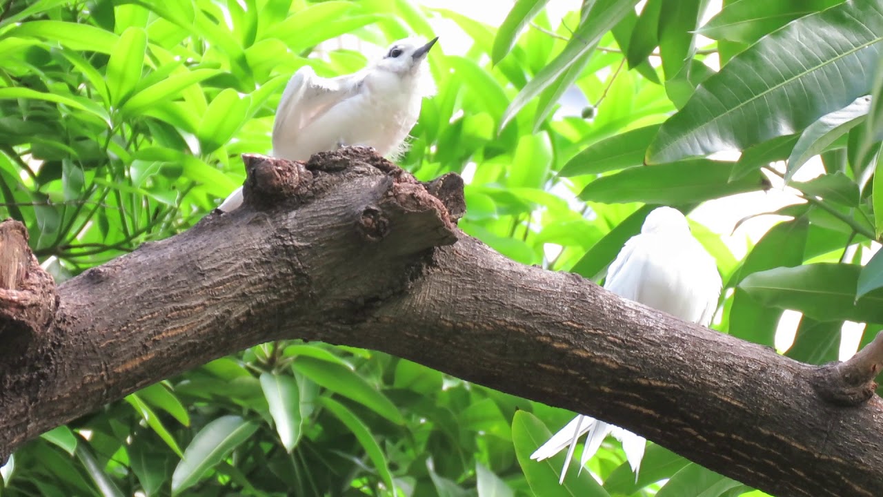 White Tern pair, checking on egg Waikiki Oahu, Dec 14, 2018 © Denise ...