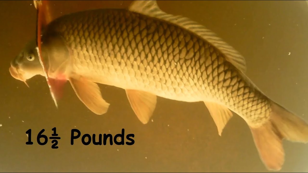 PIKE & CARP SPEARING --Shaky Shaft Addicts - YouTube