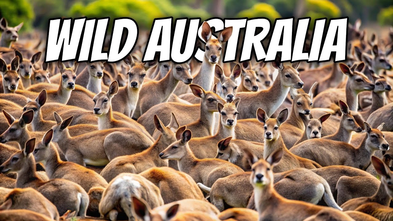 Wild Australia | Predators, Prey and Incredible Landscapes [Full ...
