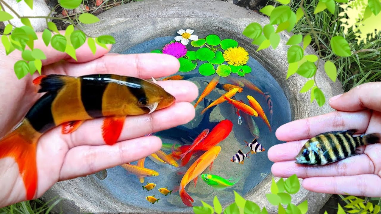 Amazing Video Of Catching Fish In Tiny Lake, Koi Fish, Goldfish ...