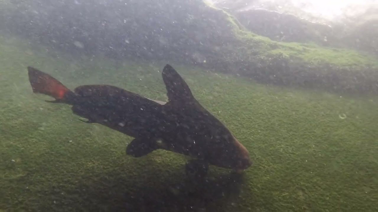HiFin Shark in Koi Pond - YouTube