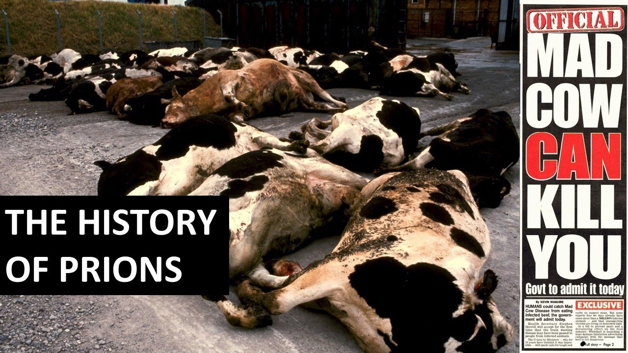 The History of Prions: The ultimate pandemic - YouTube