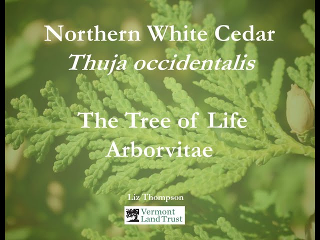 Northern White Cedar Leaves