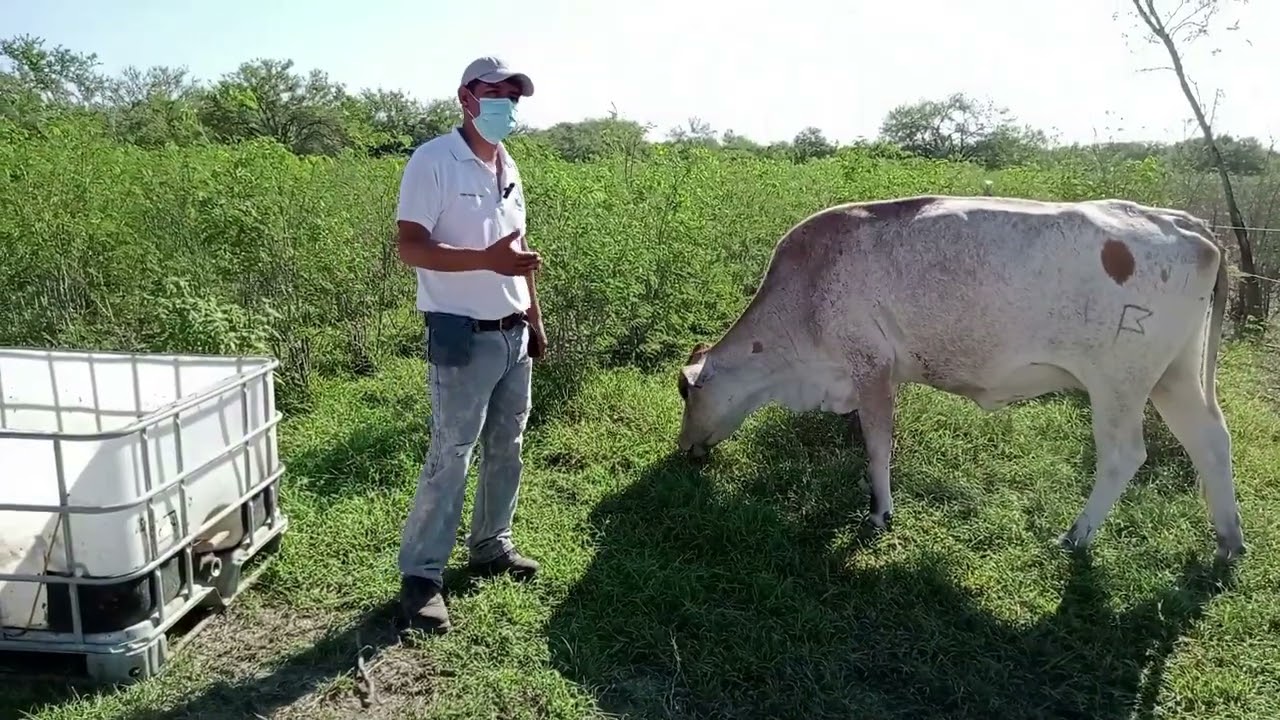 Pastoreo Rotacional Tecnificado - YouTube