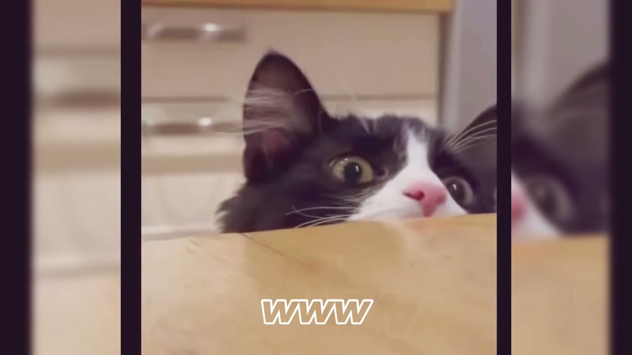 Funny cat compilation (1 hours ) - YouTube