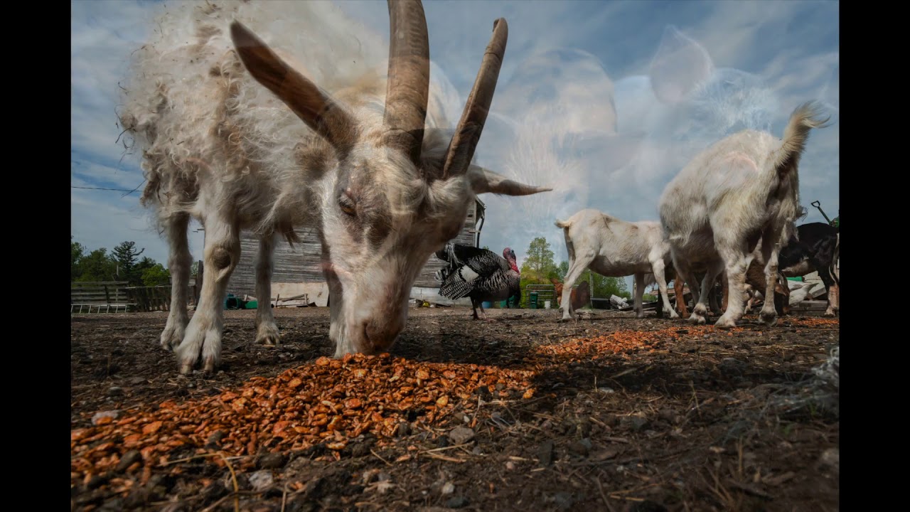 Lemoine Point Farm - YouTube