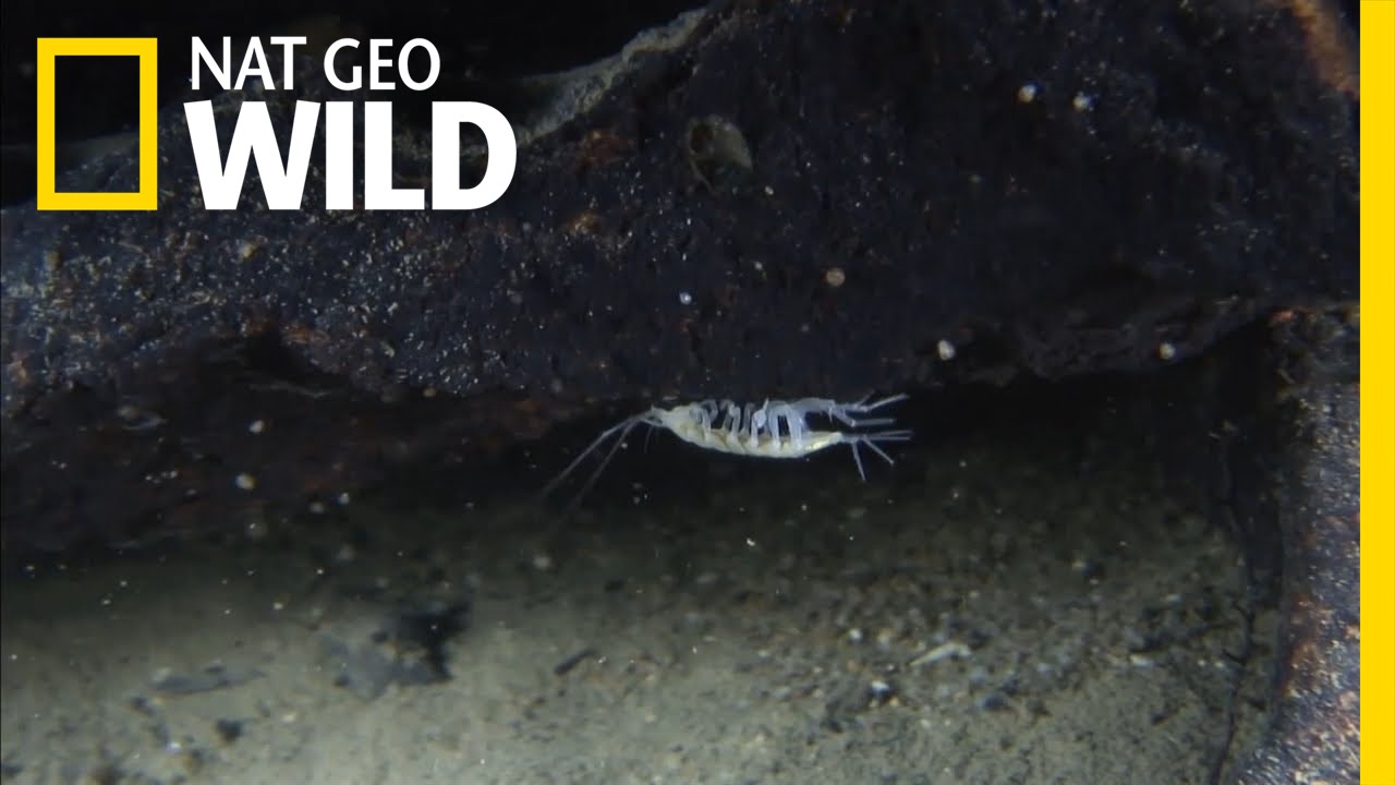 Colorless Cave Dwellers | Alpine Underworld - YouTube