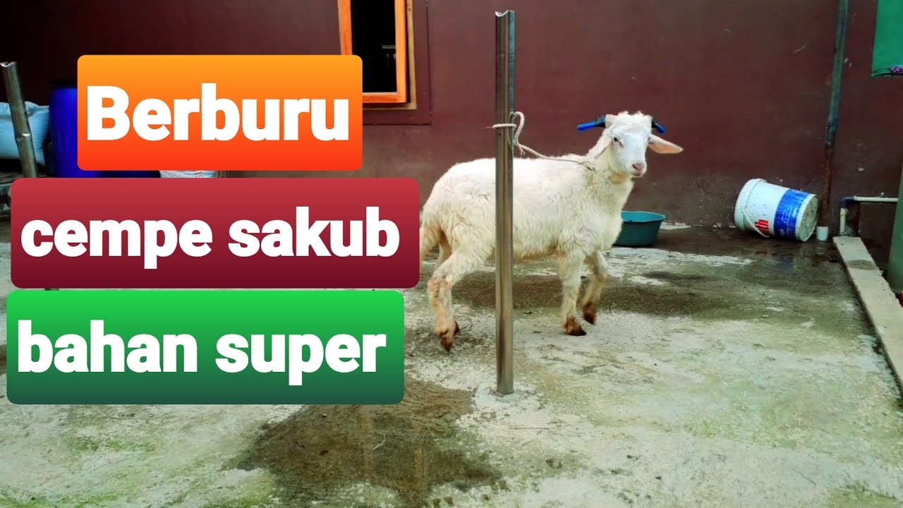 BERBURU CEMPE SAKUB cempe untuk BAHAN kontes, #tukangngarit #dombasakub ...