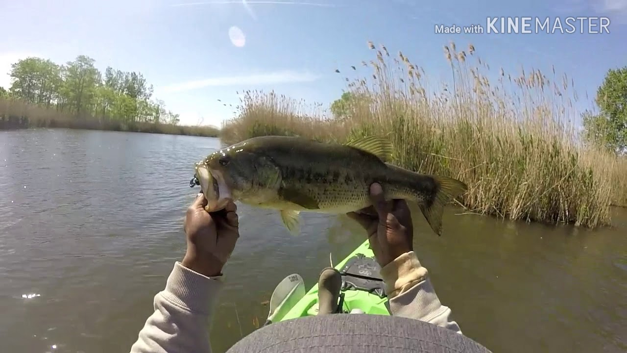 Pitching and Flipping Bandito Bugs on Beds - YouTube