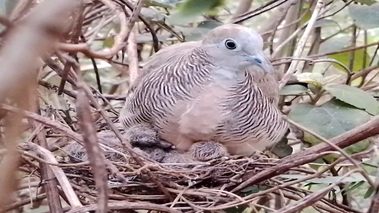 Zebra dove birds Feed the baby in the nest Ep3 [ Review Bird Nest ...