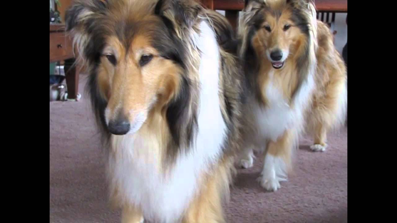 Fantail Dogs Channel Trailer - YouTube