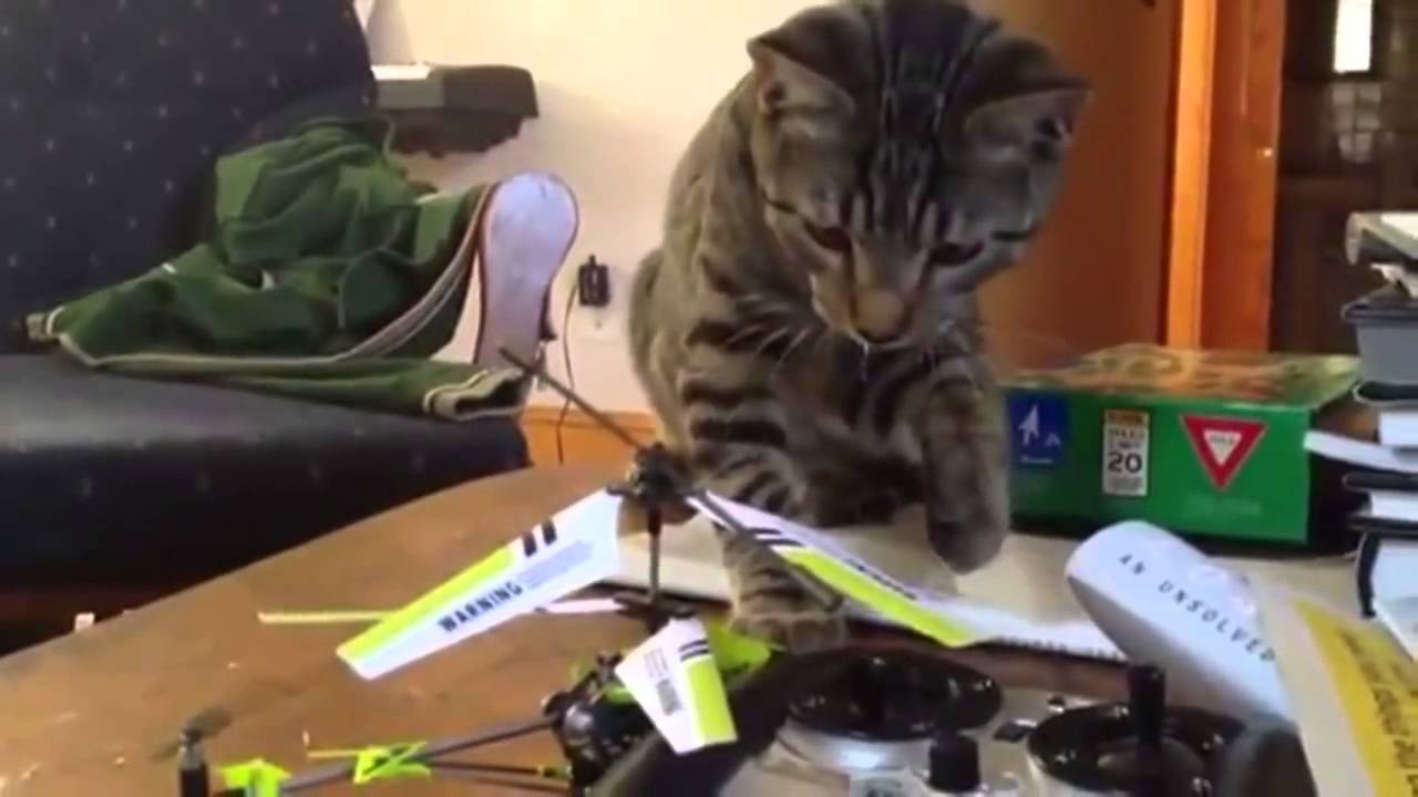 Cat vs toy helicopter - YouTube