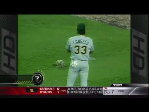 Top 10 Bird Moments - YouTube
