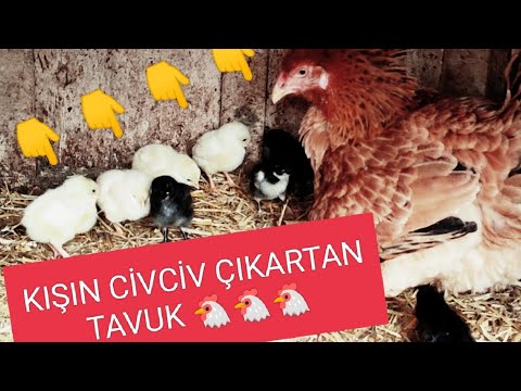 ÇİFTLİK GEZİSİ | KIŞIN CİVCİV ÇIKTI | KARA PEKİN ÖRDEKLERİ | BANA SALDIRAN LİGORİN HOROZ
