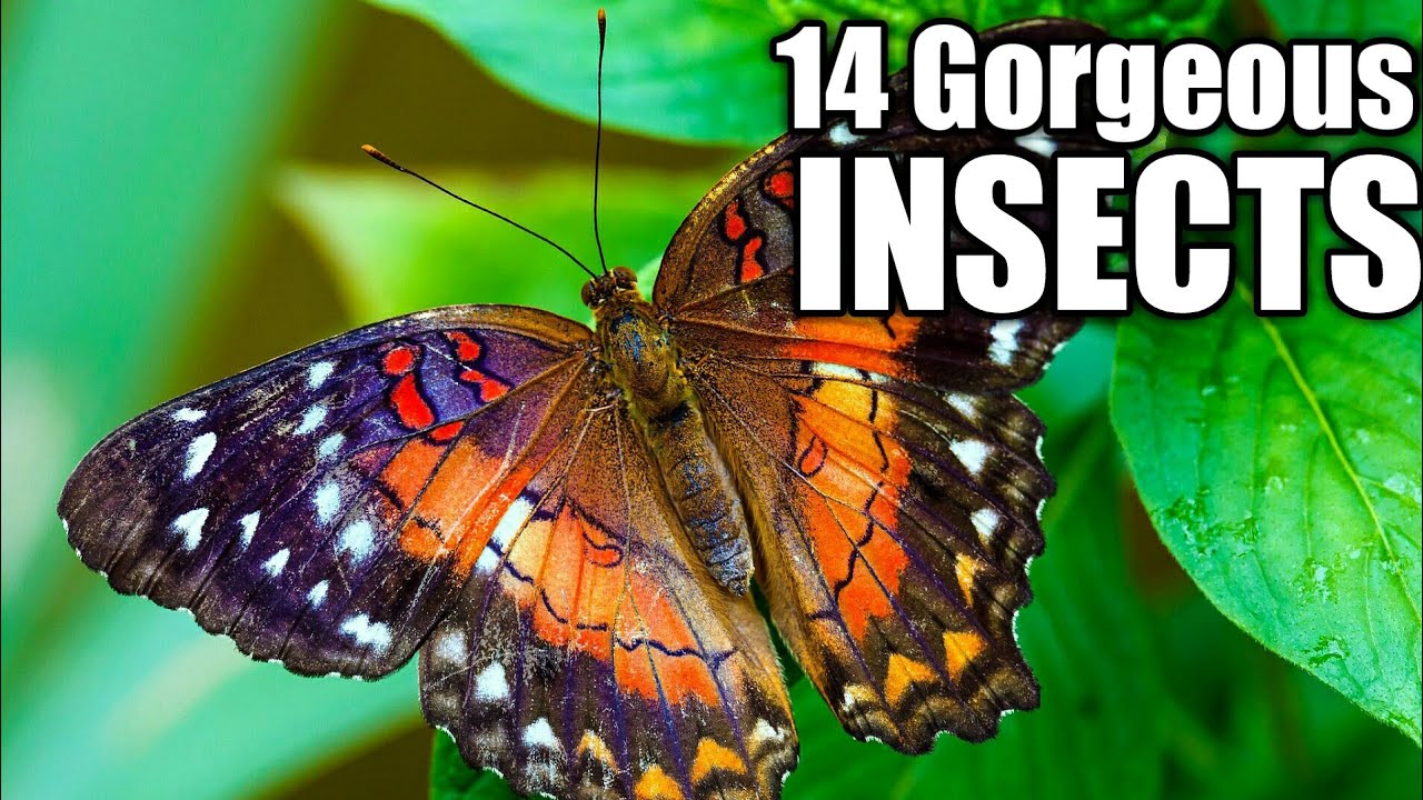 Mother Nature Was in a Creative Mood. When She Made These 14 Gorgeous ...