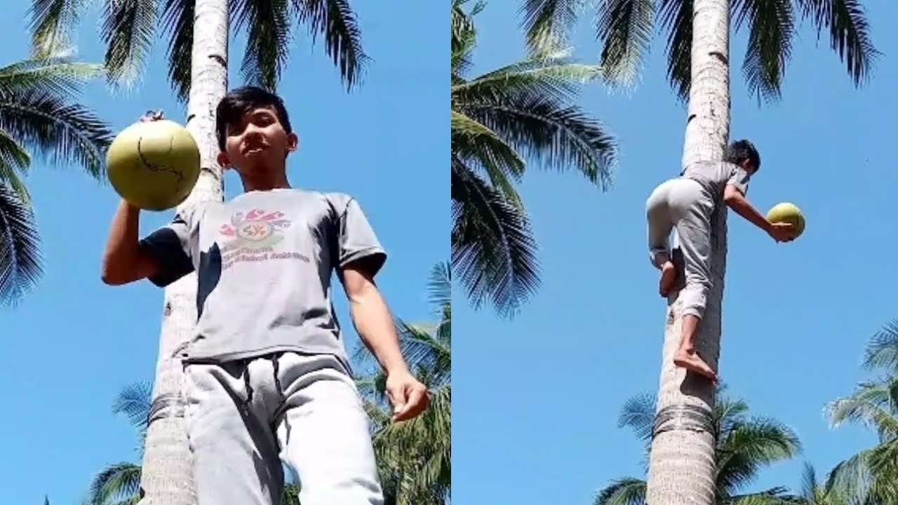 HOW TO CLIMB A COCONUT TREE TO GET A YOUNG COCONUT FRUIT? | Rey Naldz ...