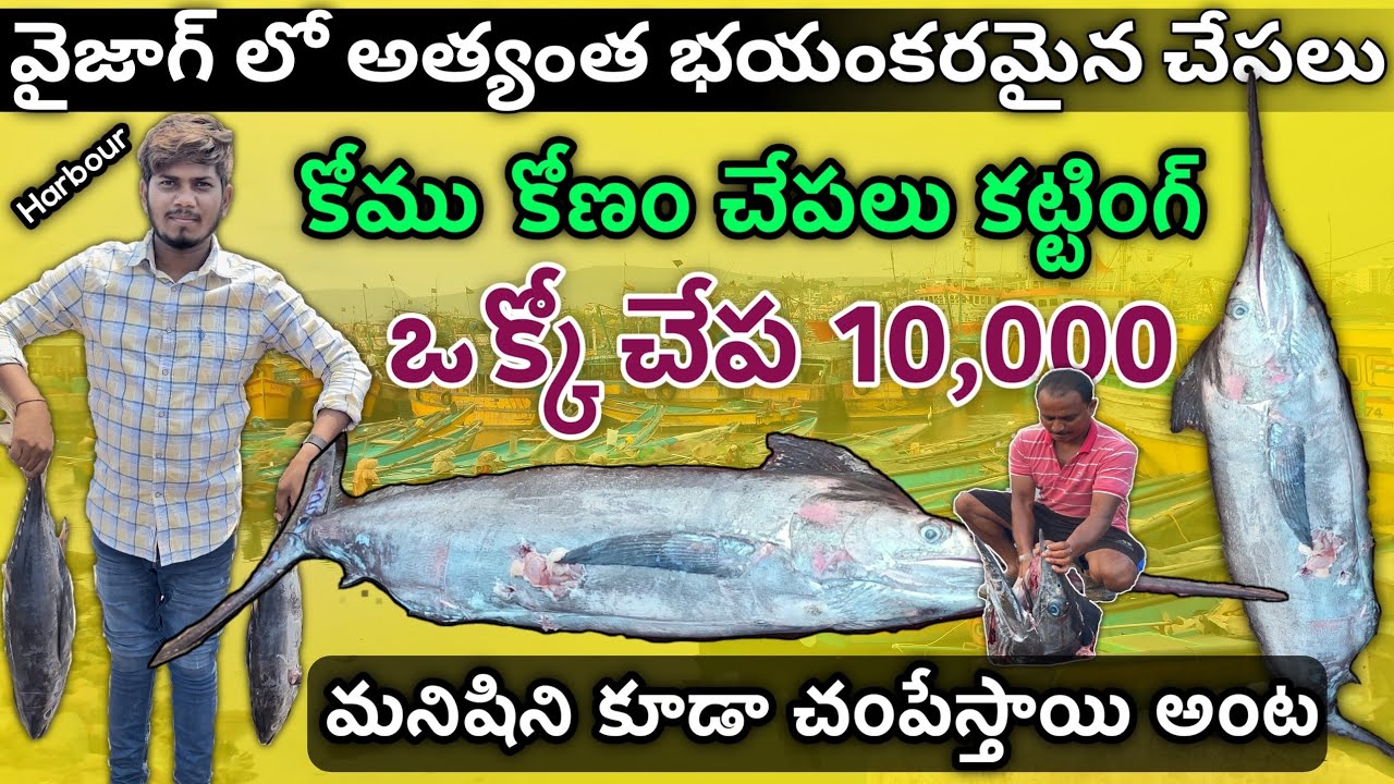 Very Dangerous Fish Kommu Konam In Vizag Fishing Harbour | Vizag Fish ...