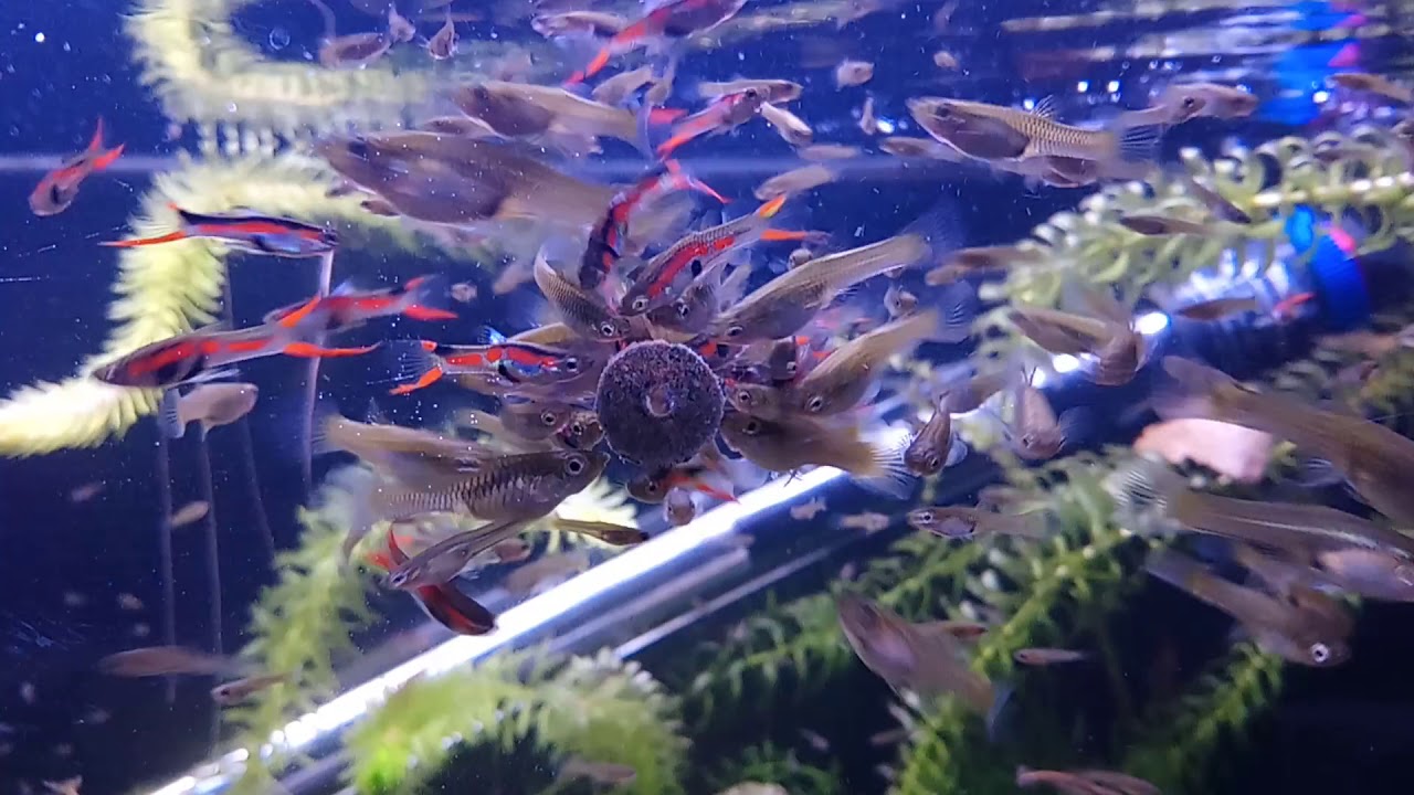 Wild Endlers feeding on Tetra Funtips - YouTube