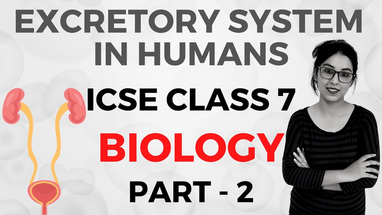 Excretory System in Humans | ICSE CLASS 7 Biology | Part - 2 - YouTube