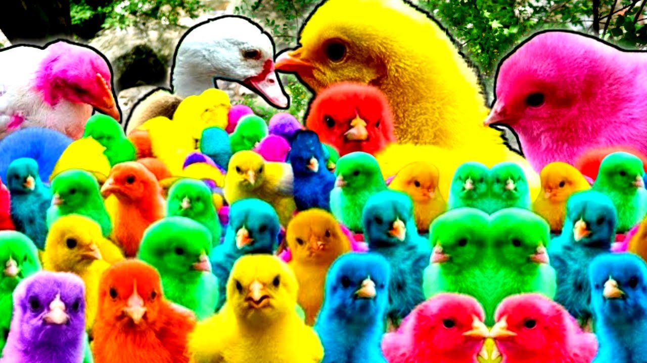 World Cute Chickens, Colorful Chickens, Rainbows Chickens, Cute Ducks ...