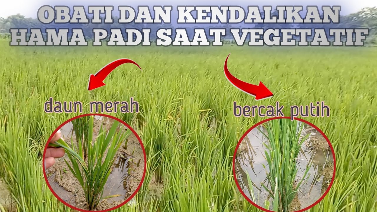 TIPS DAUN PADI MERAH DAN BERCAK PUTIH - YouTube