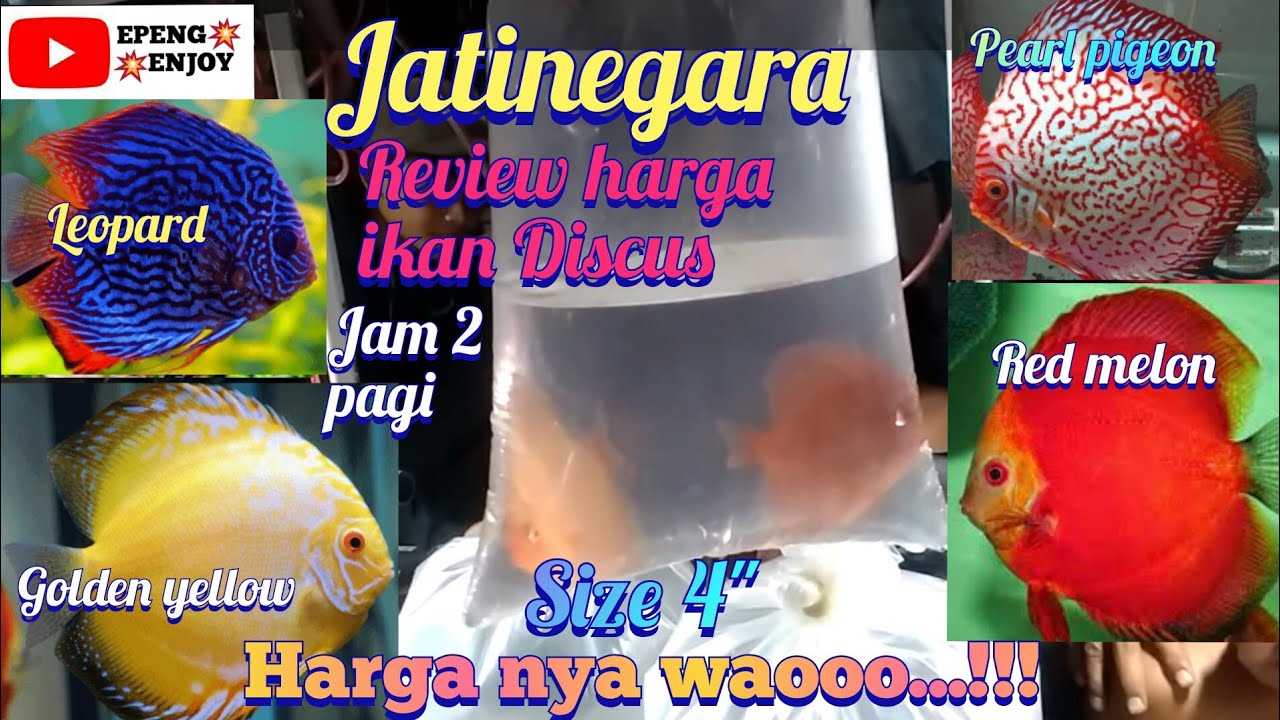 Review harga ikan Discus di Jatinegara.ikan Discus nya gede2 - YouTube
