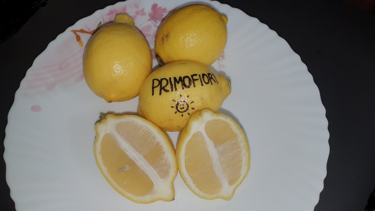 Citrus Primofiore lemon - YouTube