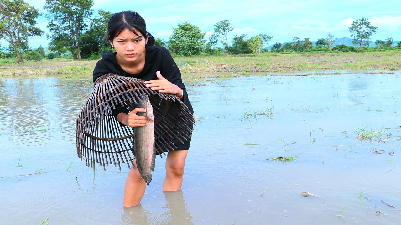 #Fishing videos, Girl catch fish in the field by traditional trap - YouTube