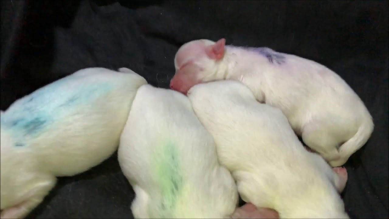 Bell's puppies - 4 boys - born 3/15/17 - YouTube