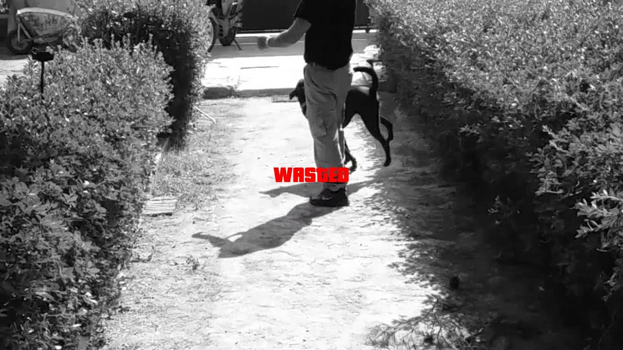 Wasted dog fail!! - YouTube